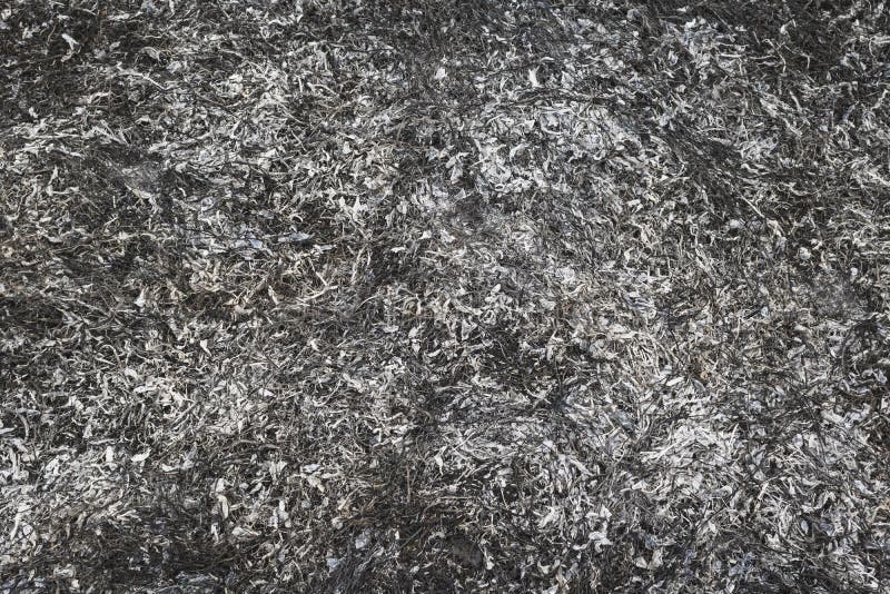 Texture of the Grass after the Fire Stock Image - Image of dark ...