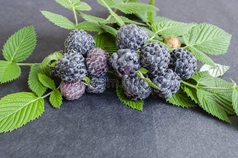 Black Raspberry on Black Background Stock Image - Image of aggregate ...
