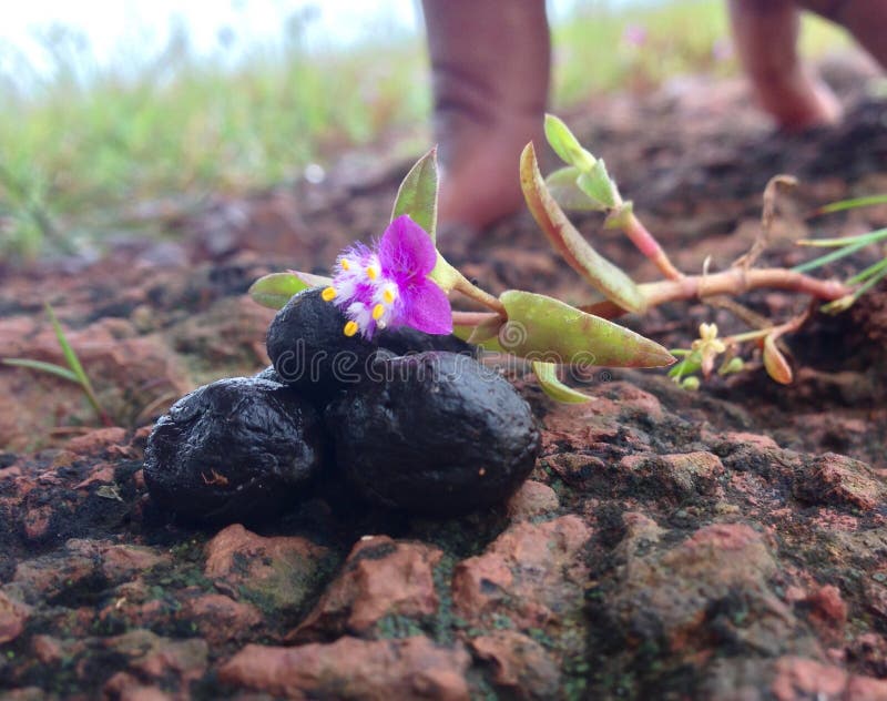 Black balls stock photo. Image of nice, black, balls - 48468014