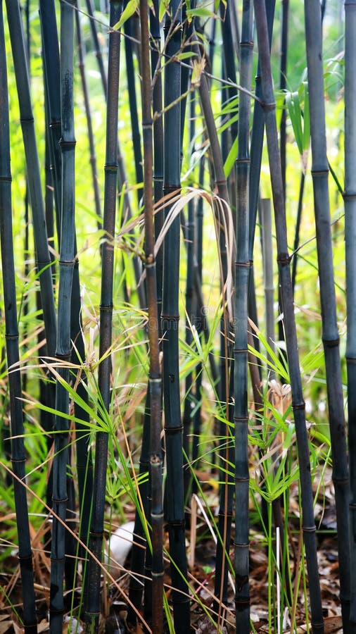 Black Bamboo Growing Outside Stock Photo - Image of green, vegetation ...