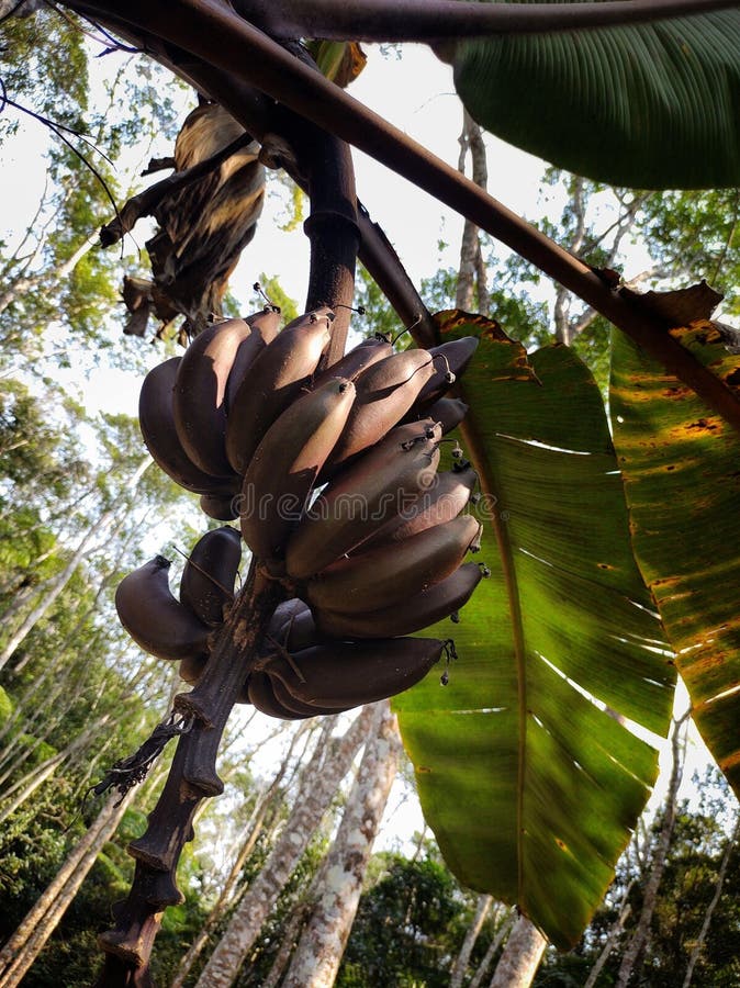An exotic black Banana stock image. Image of bunch, bananeira - 336899991