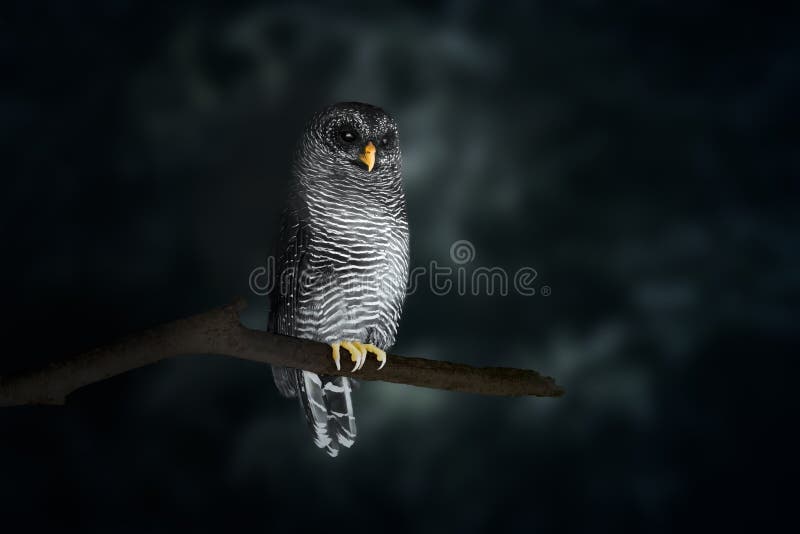 Black-banded Owl - True Owl Stock Photo - Image of birdwatching, strix ...