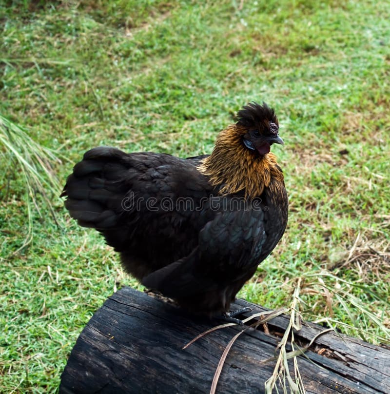 Black bantam chicken stock image. Image of chick, black - 31231111
