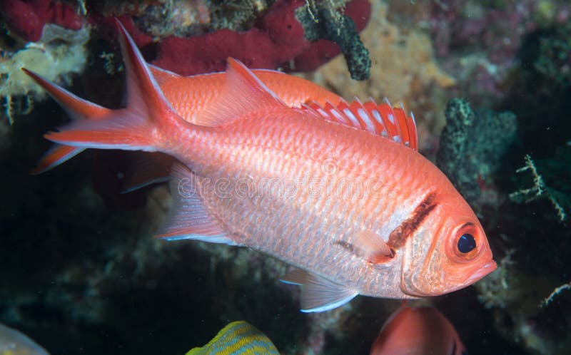 Black Bar Soldier Fish Hovering Under a Ledge Stock Image - Image of ...