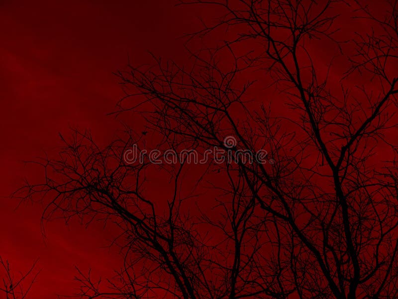 Black Bare Tree Branches Against the Background of a Blood-red Sky ...