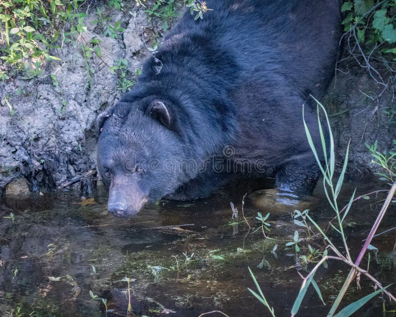Black Baribal Bear in the Tranquil Ripples of a Pond Stock Photo ...