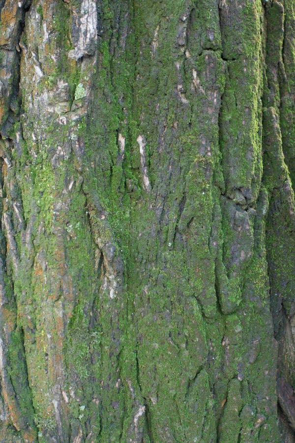 Black Bark of False Acacia Covered with Moss Stock Photo - Image of ...