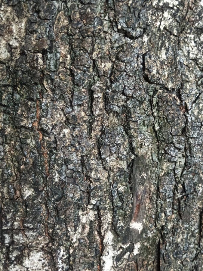 The Black Bark of a Large Tree Trunk in Nature Stock Photo - Image of ...