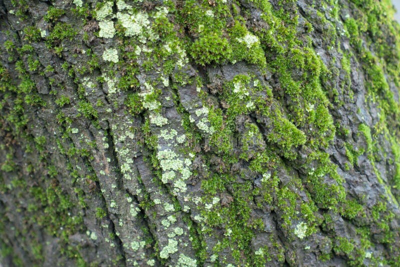 Black Bark of Tree Covered with Moss and Lichen Stock Image - Image of ...