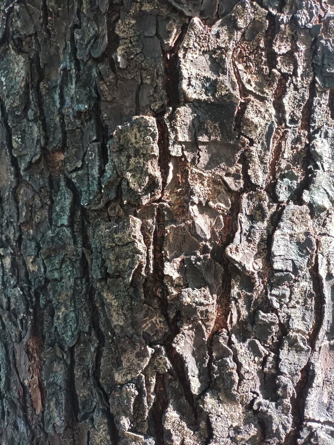 Sunlight Shining on the Black Bark Stock Image - Image of branch, grain ...