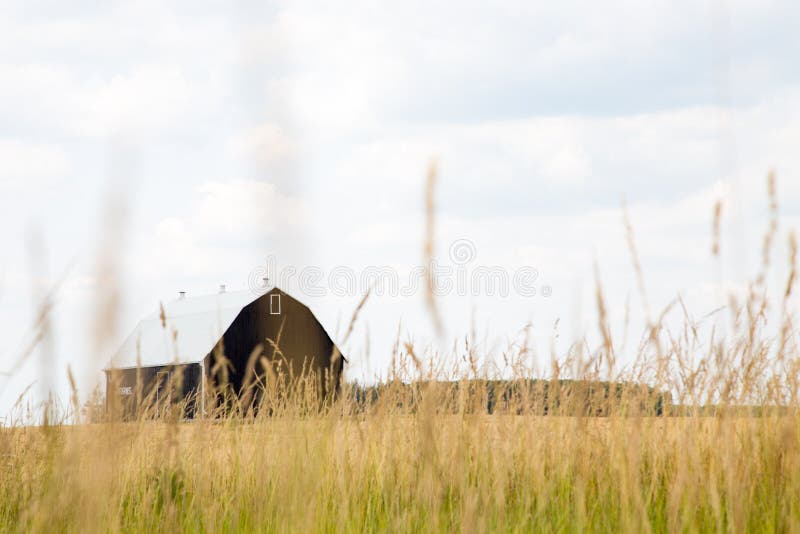 Black Barn in field stock photo. Image of vintage, crop - 62376010