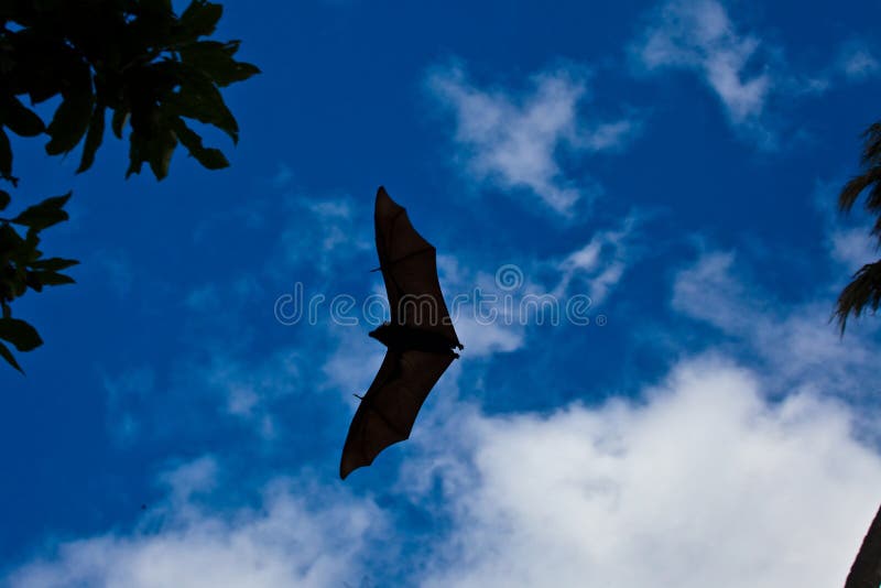 Black bat stock photo. Image of inflight, wild, wing - 80233966