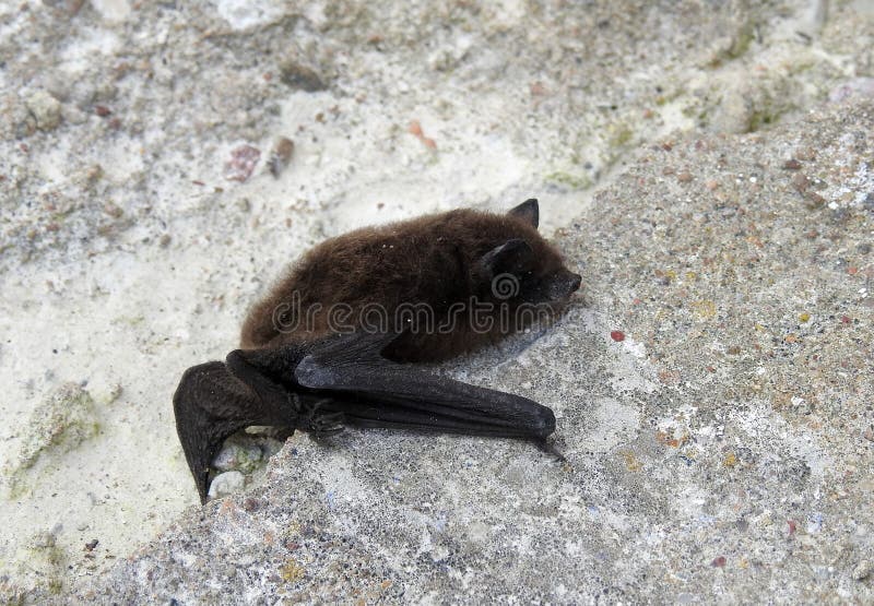 Black bat stock photo. Image of body, background, wild - 99110400