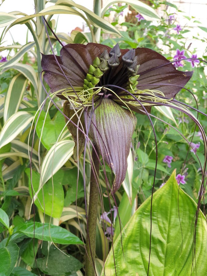Black Bat Flower stock image. Image of branch, plant - 251679793