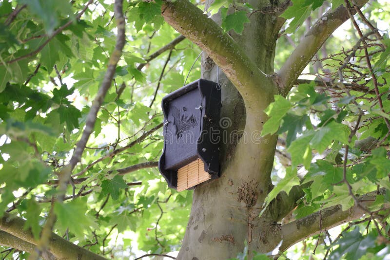 Black Bat Nesting Box Hanging in a Tree Stock Image - Image of nature ...