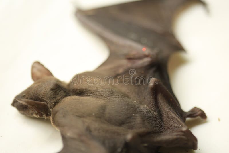 Black bat stock photo. Image of wing, white, wild, wilderness - 93249028