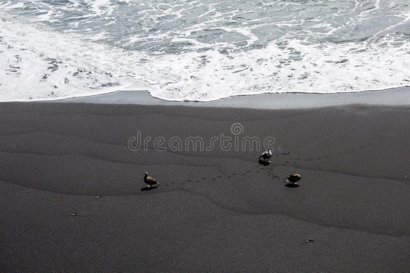 Black Beach, Vik, Iceland stock photo. Image of eyjafjallajapara ...