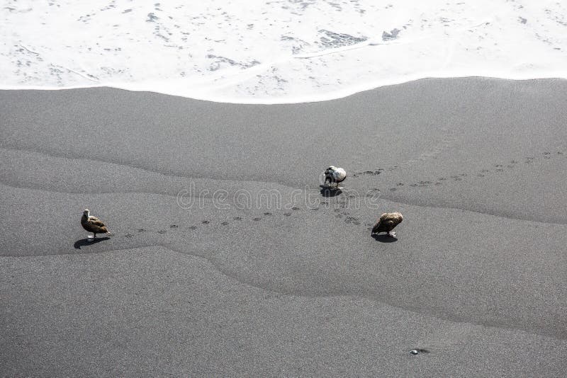 Black Beach, Vik, Iceland stock photo. Image of eyjafjallajapara ...