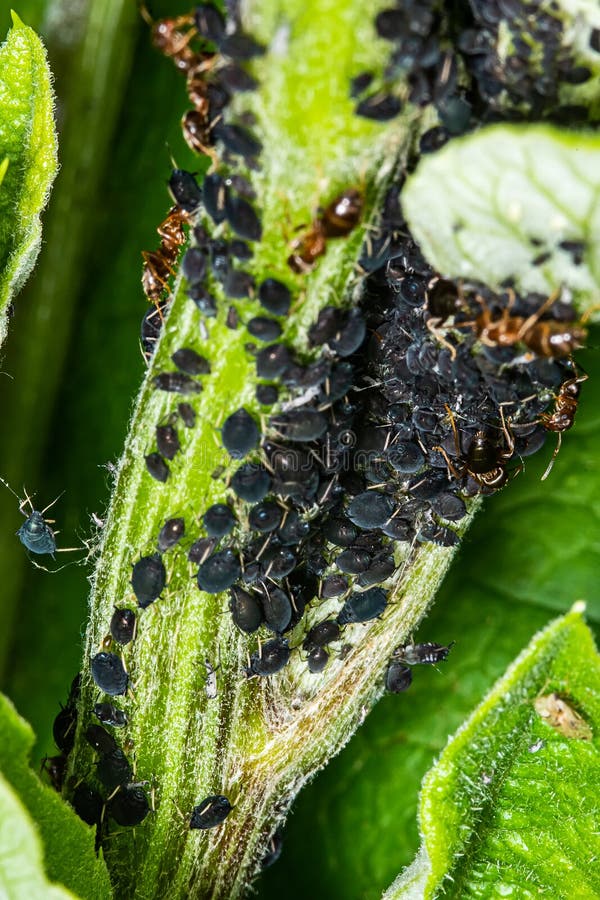 The Black Bean Aphid Aphis Fabae Stock Image - Image of infestation ...