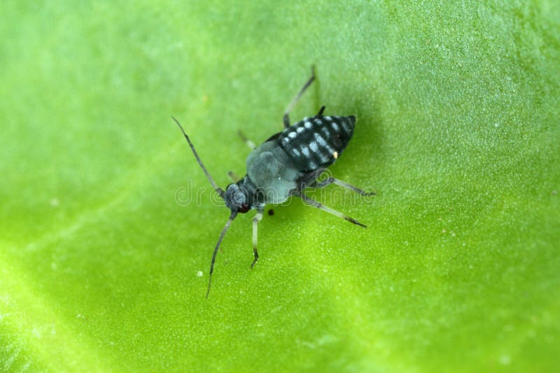 Collony of the Black Bean Aphid Aphis Fabae on Sugar Beet Plants Stock ...