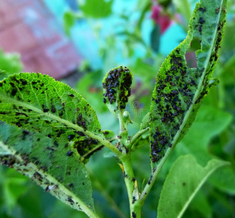 Black Bean Aphid on the Cherry Tree Leaves. Stock Image - Image of ...