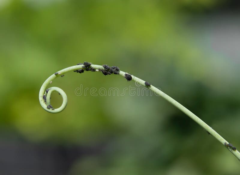 Black Bean Aphid Colony on Bean Vine with Defocused Foliage. Stock ... Black Bean Aphid Colony on Bean Vine with Defocused Foliage. Stock ...
