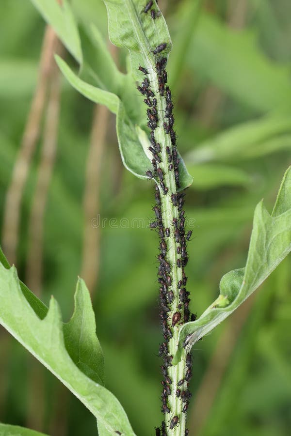 Black Aphid Infestation on a Plant Stem Stock Image - Image of legume ...