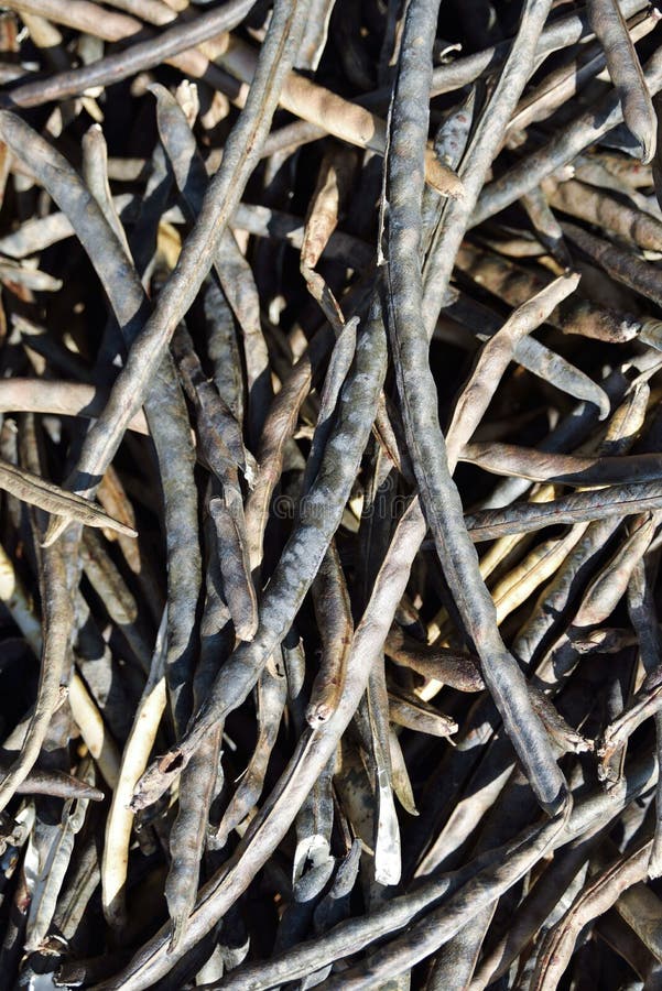 Black dry pods of bean stock image. Image of pods, black - 125056561