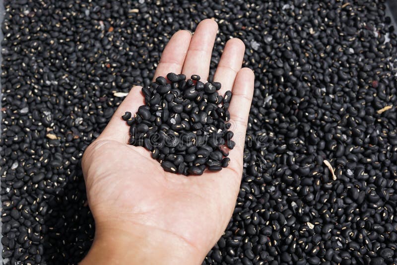 Black Bean and Seed Pod, is Raw Food Stock Image - Image of nutrition ...