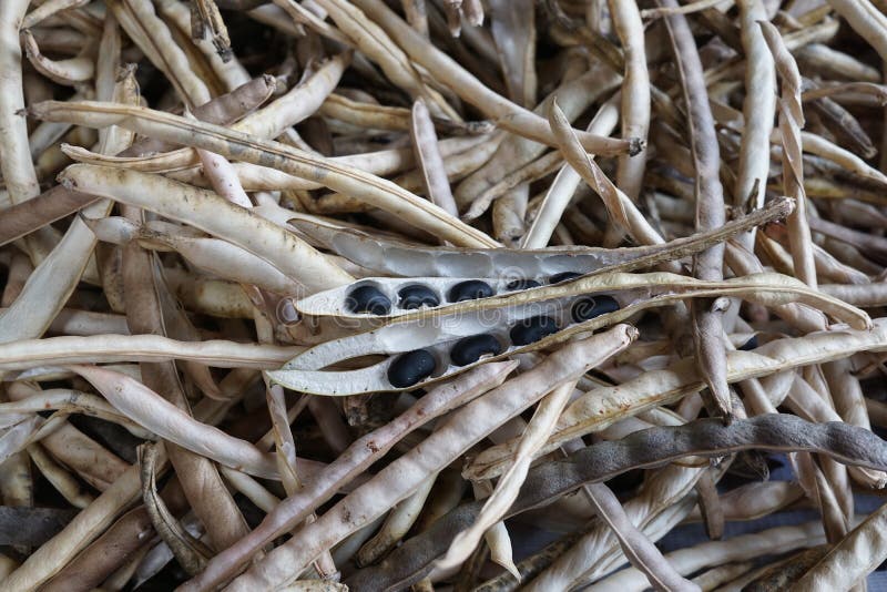 Black Bean and Seed Pod, is Raw Food Stock Image - Image of nutrition ...