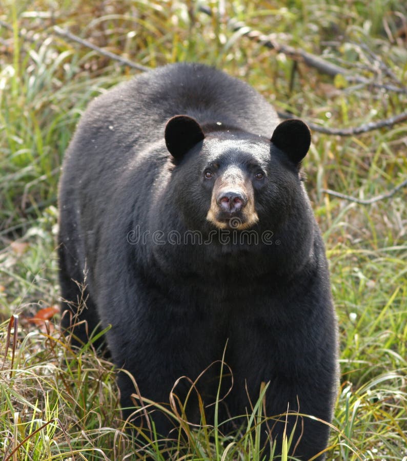 Climbing Bear stock photo. Image of wildlife, omnivore - 4730202