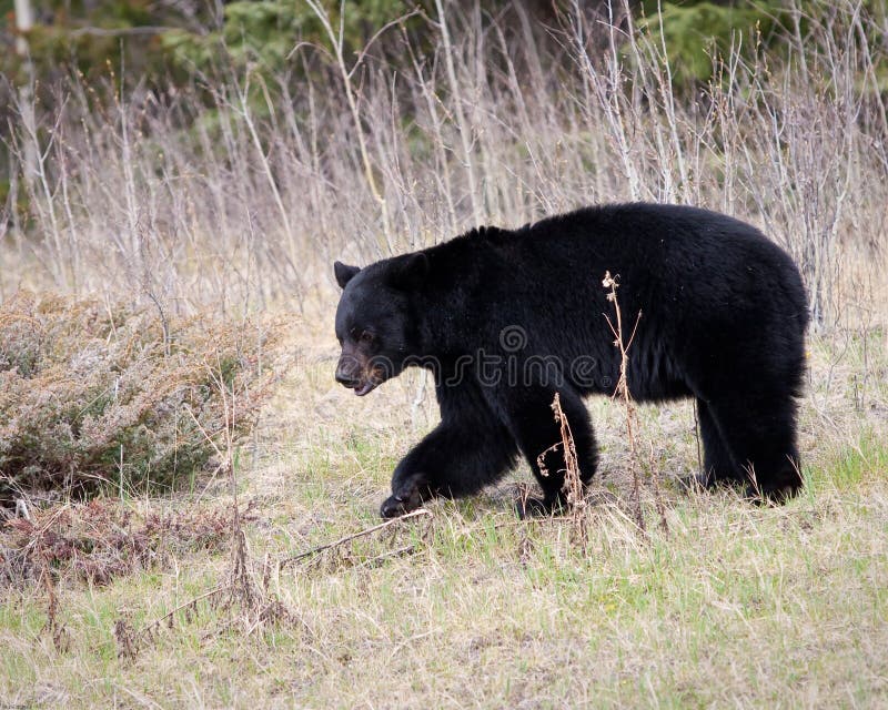 Black Bear stock photo. Image of bear, wild, wildlife - 19657764