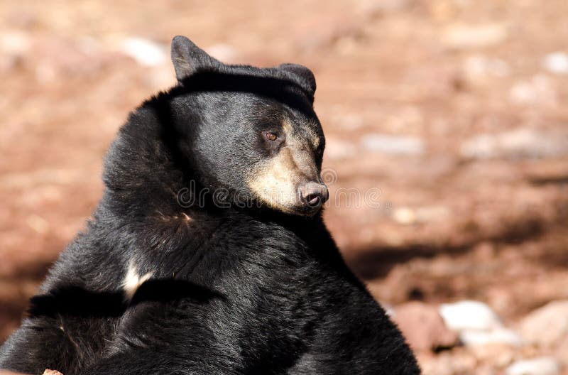 Bear at the dump stock image. Image of dump, mammal, impact - 26706031