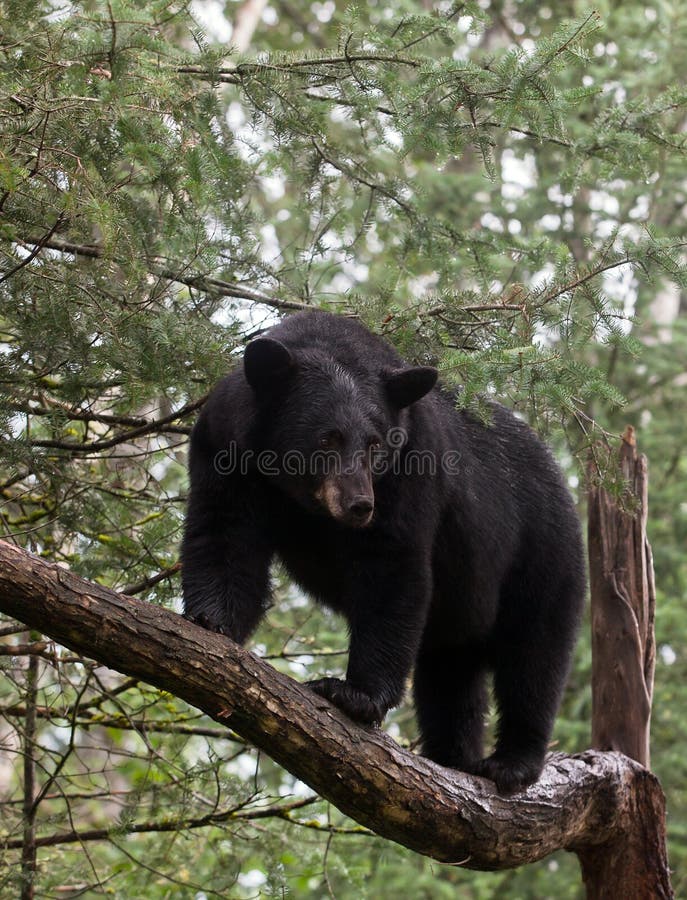 Black Bear stock image. Image of limb, nature, vertical - 26309145