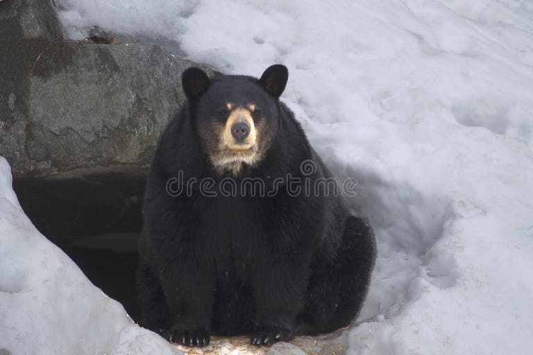 33,416 Omega Black Swimsuit Stock Photos - Free & Royalty-Free Stock ...