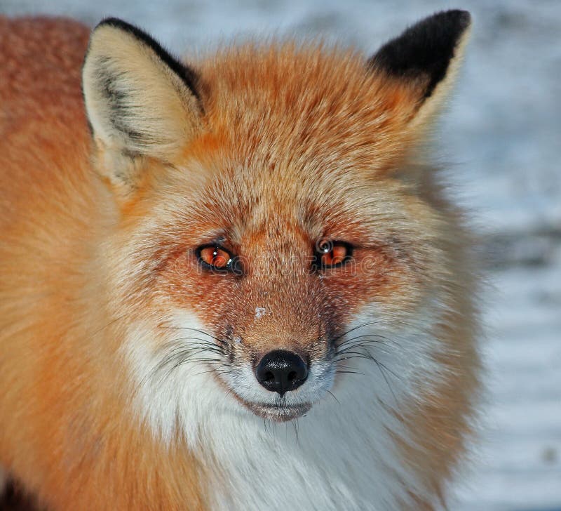 Black Bear Balancing stock image. Image of balancing - 174685005