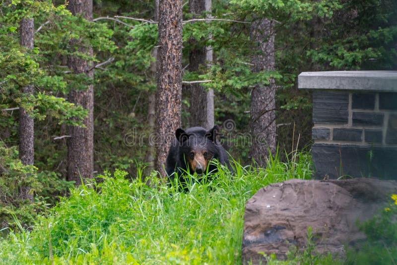 Black Bear in Banff National Park, Canada Stock Image - Image of bear ...