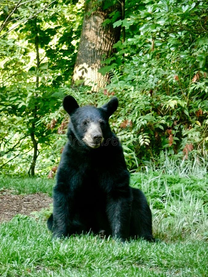 Black Bear Blue Ridge Mountains Stock Photos - Free & Royalty-Free ...