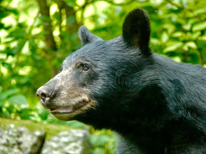 Black Bear Blue Ridge Mountains Stock Photos - Free & Royalty-Free ...