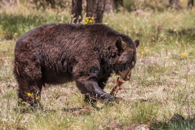 Black Bear Chewing on Bone stock photo. Image of black - 97906840