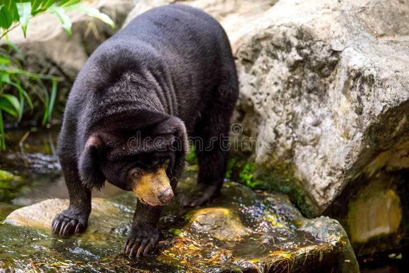 Black bear stock image. Image of hunter, aggressive, insect - 70938541
