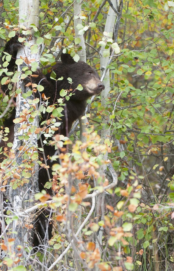 Black Bear Climbing Tree stock image. Image of black - 14016759