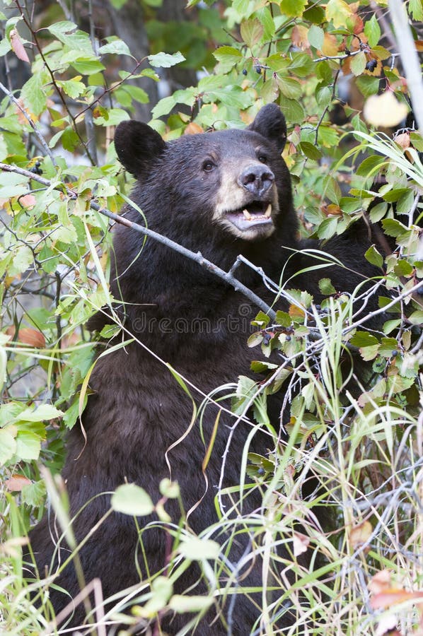 Black Bear Climbing Hawthorn in the Fall Searching for Berries a Stock ...