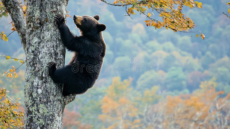 Black Bear Climbing a Tree in a Forest Stock Illustration ...