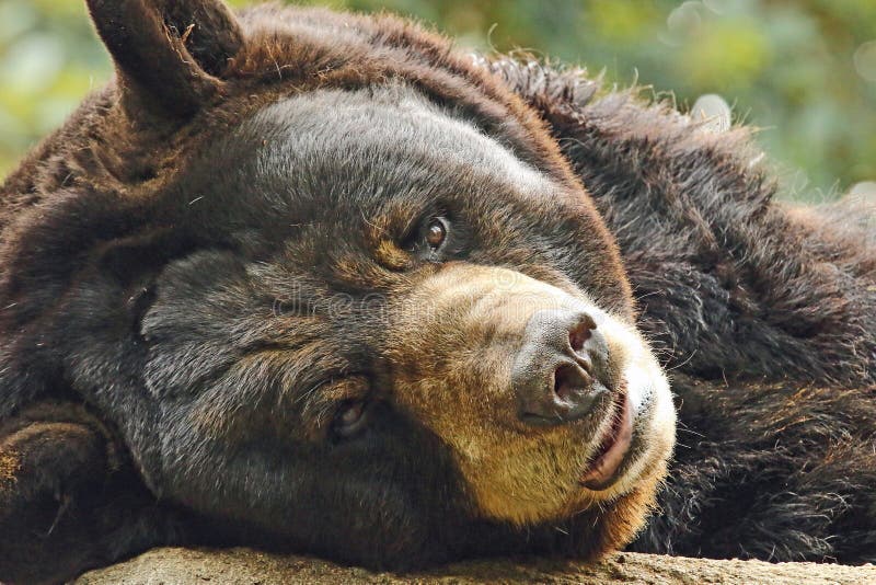 Black Bear stock photo. Image of eyes, bite, forest, claws - 75690498