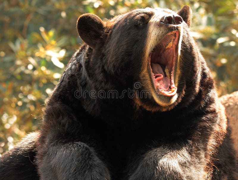 Bear Open Mouth Stock Photos - Download 646 Royalty Free Photos