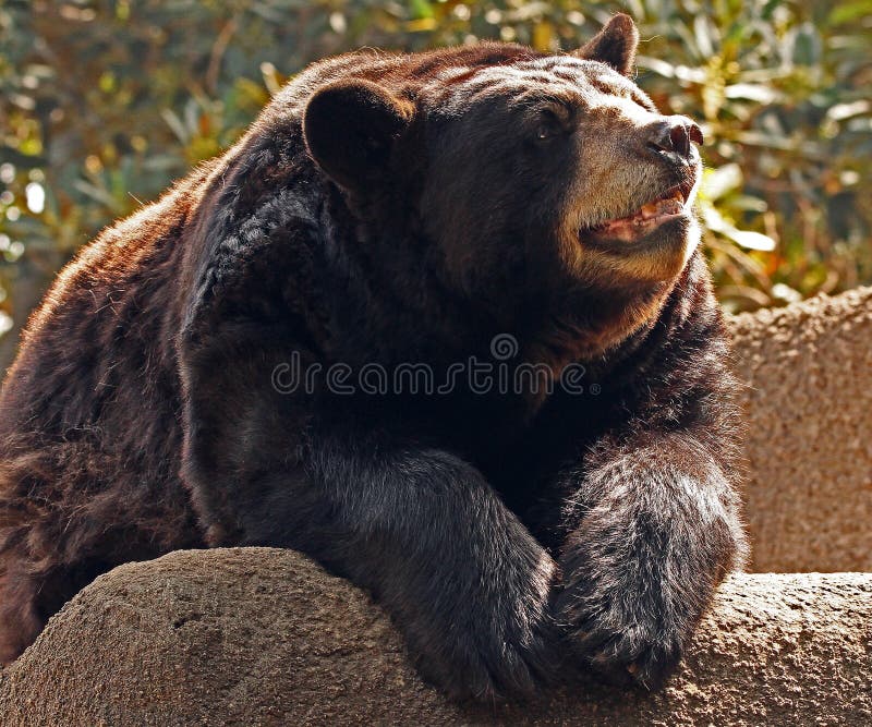 Bear Open Mouth Stock Photos - Download 646 Royalty Free Photos