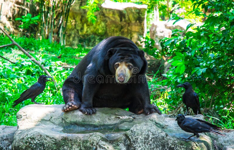 Black Bear and Crow on Nature Stock Image - Image of wildlife, bear ...