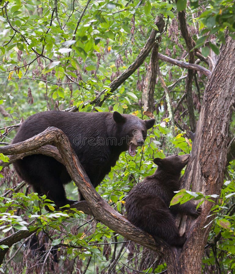 Bear Cub Twins with Mom in a Tree Stock Photo - Image of beautiful ...