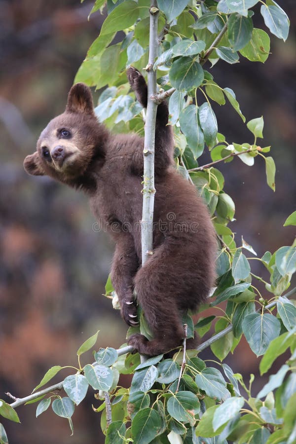 Black Bear Cub in Banff National Park, Alberta, Canada Stock Photo ...